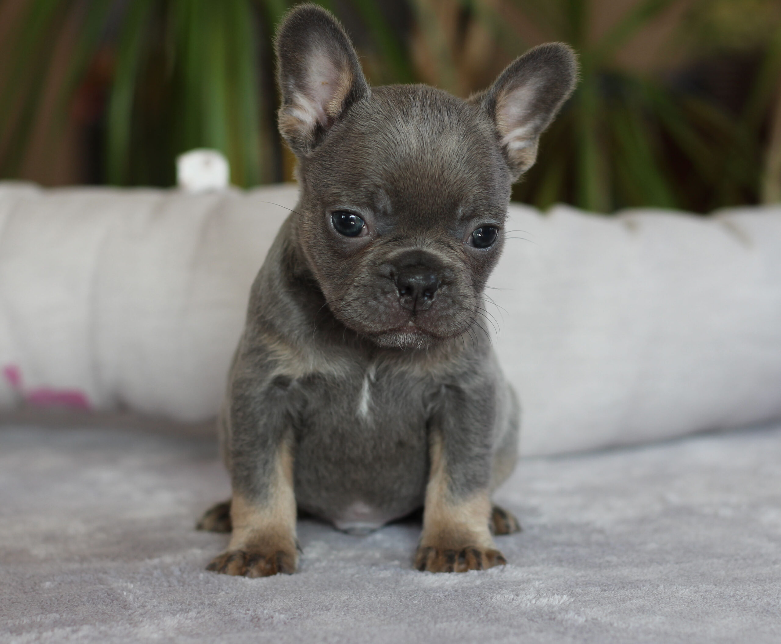 Galerie – Französische Bulldoggen