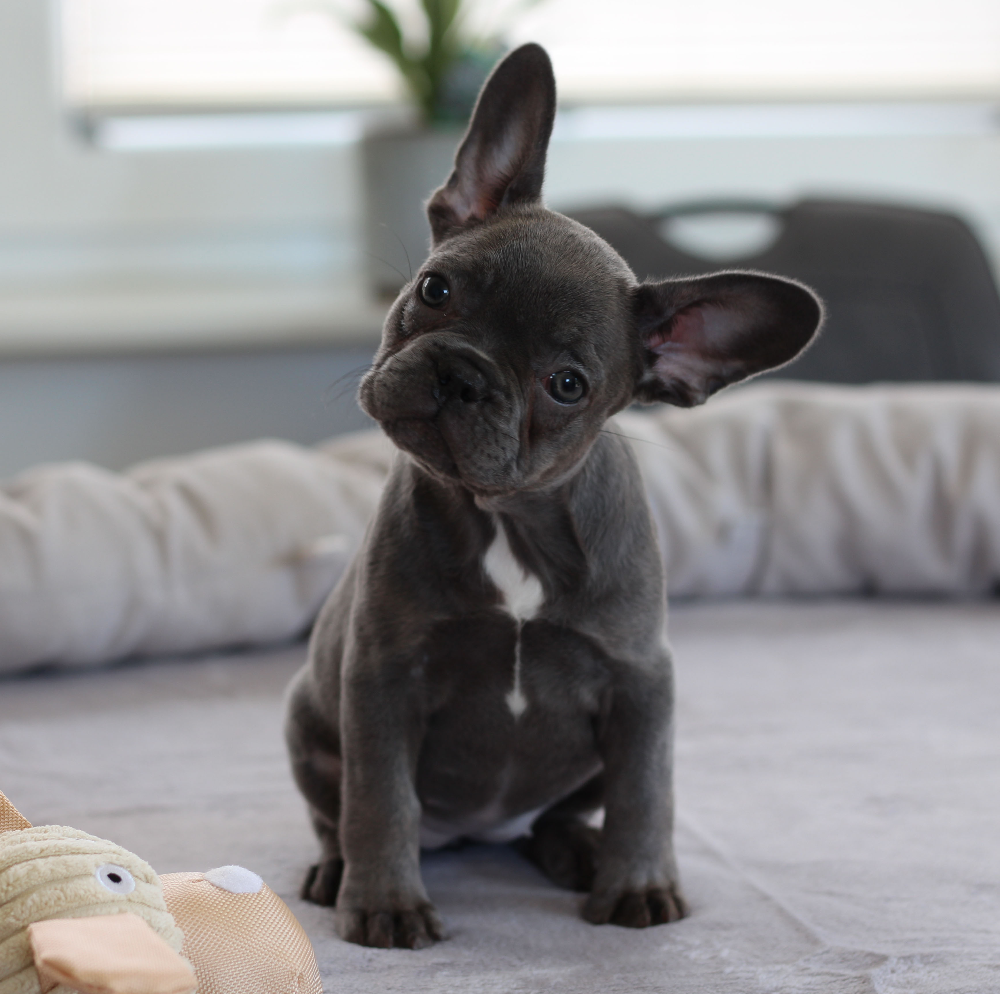 Galerie – Französische Bulldoggen