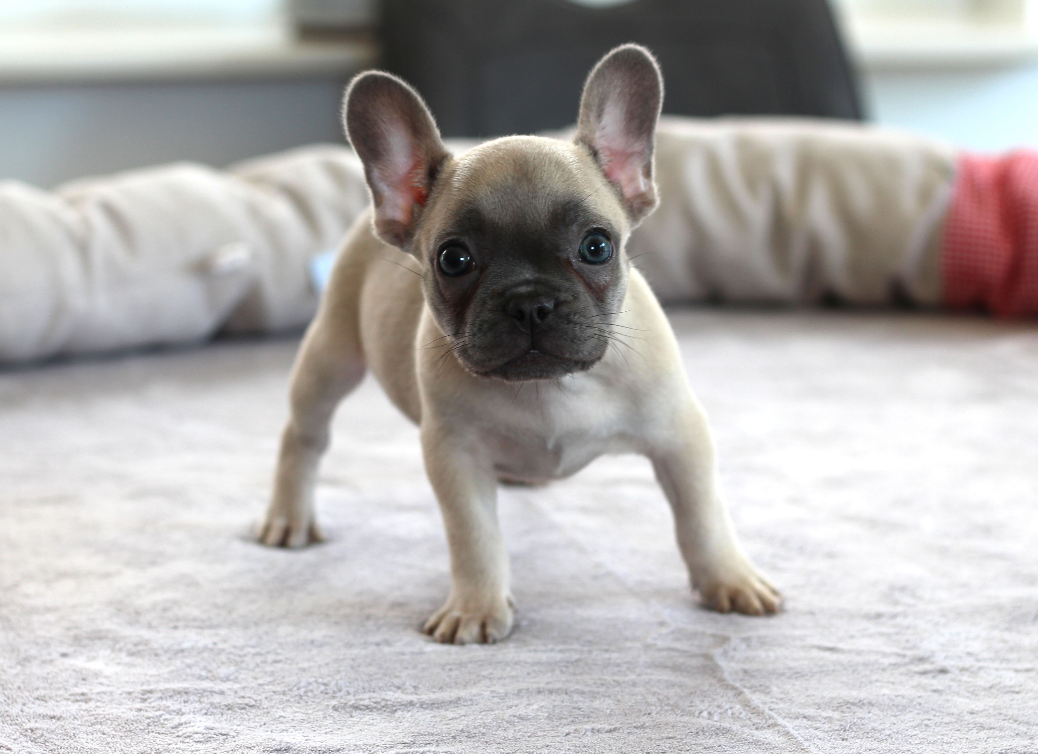 Galerie – Französische Bulldoggen